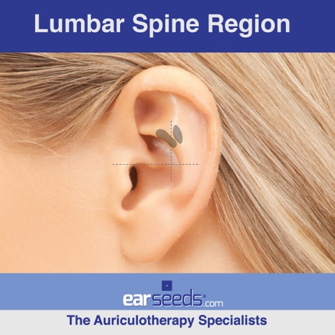 Lumbar Spine Image, Information, and Video - Ear Seeds Products