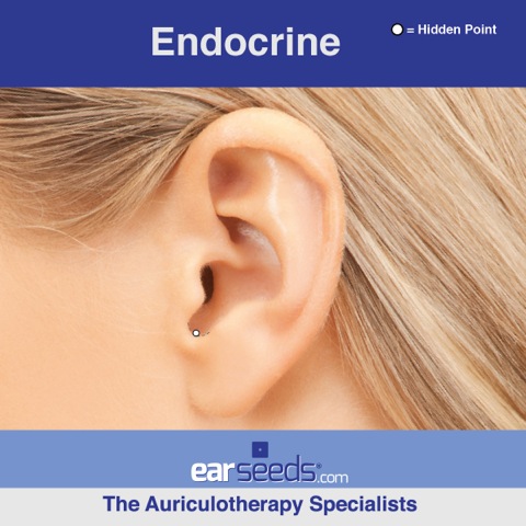 Endocrine Point Image, Information, and Video - Ear Seeds Products