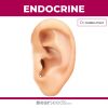 Endocrine Point Image, Information, and Video – Ear Seeds Retail and ...