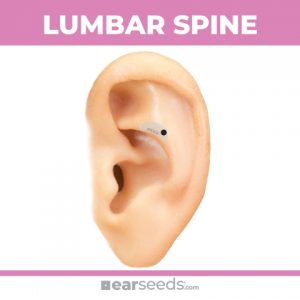 Lumbar Spine Image, Information, and Video – Ear Seeds Products